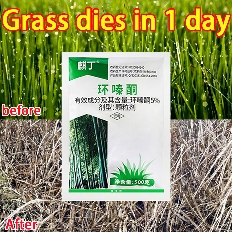 🔥Only RM6 per pack🔥5%Cyclozinone racun serbuk rumput Racun rumput ...