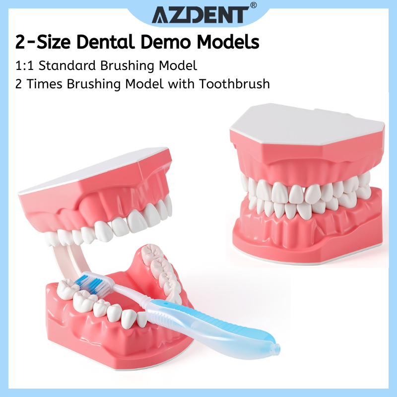 Dental Standard 1:1 Teeth Model Brushing Practice Studying Teaching 2 ...