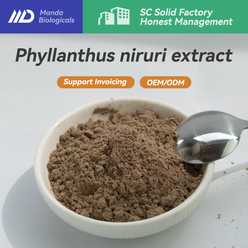 Bulk Wholesale Phyllanthus niruri/quebra pedra/chance pierre Extract ...