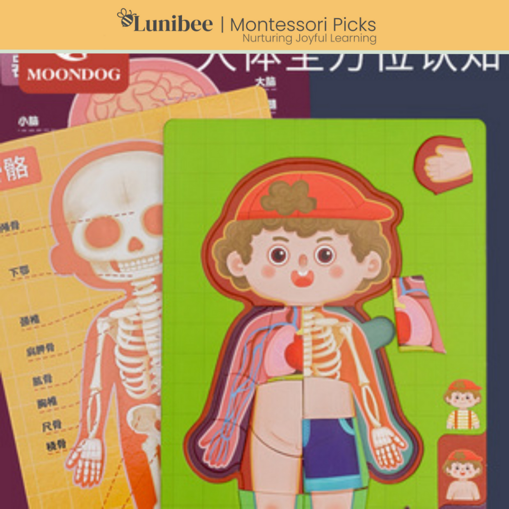 Puzzle Badan Manusia Kayu – Papan Pembelajaran Anatomi untuk Kanak ...