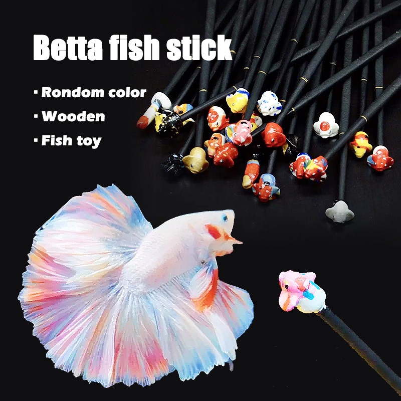 Fish Teasing Stick Betta Flash Stick Batang Betta Betta Bait Betta ...