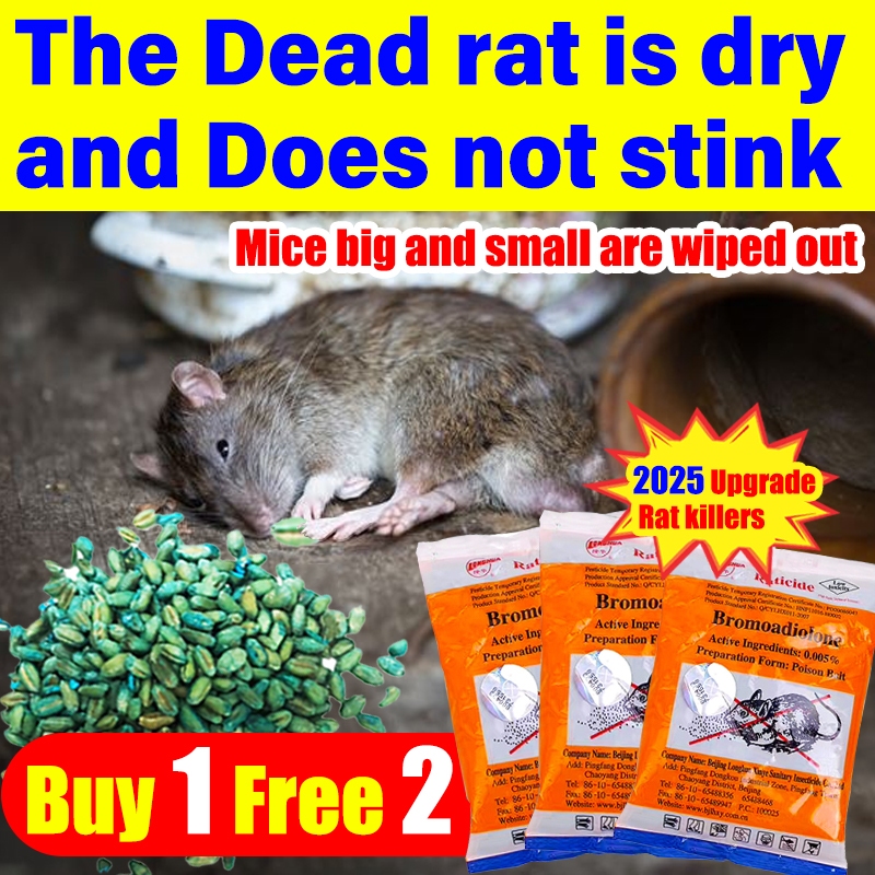 The Dead rat is dry and Does not stink racun tikus paling kuat ubat ...