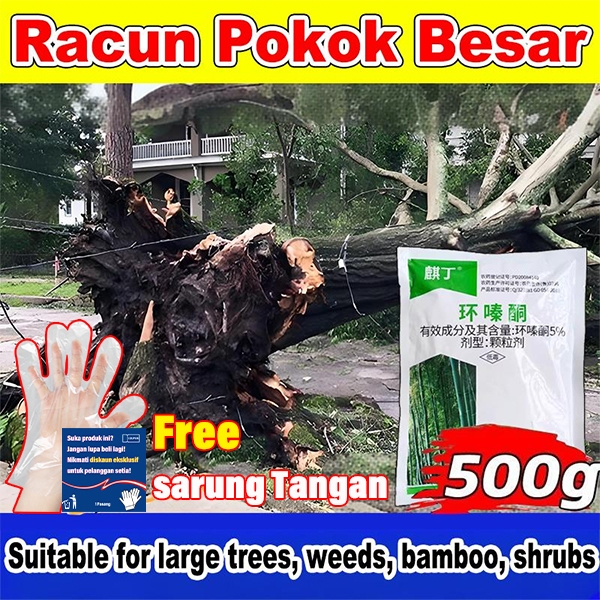 [HQ] Big tree died on 7th Racun pokok kayu besar racun rumput paling ...