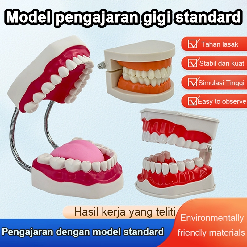 2x bigger Dental Teeth Brushing Model Demonstration Display Teaching ...