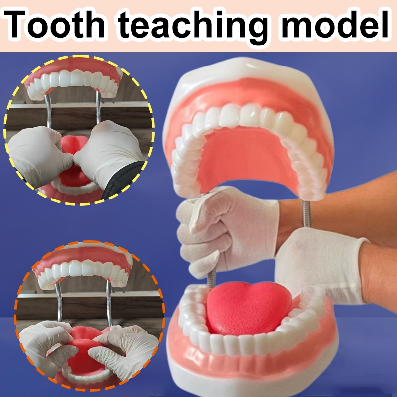 Tooth model oral health teaching dental anatomy tooth preparation large ...