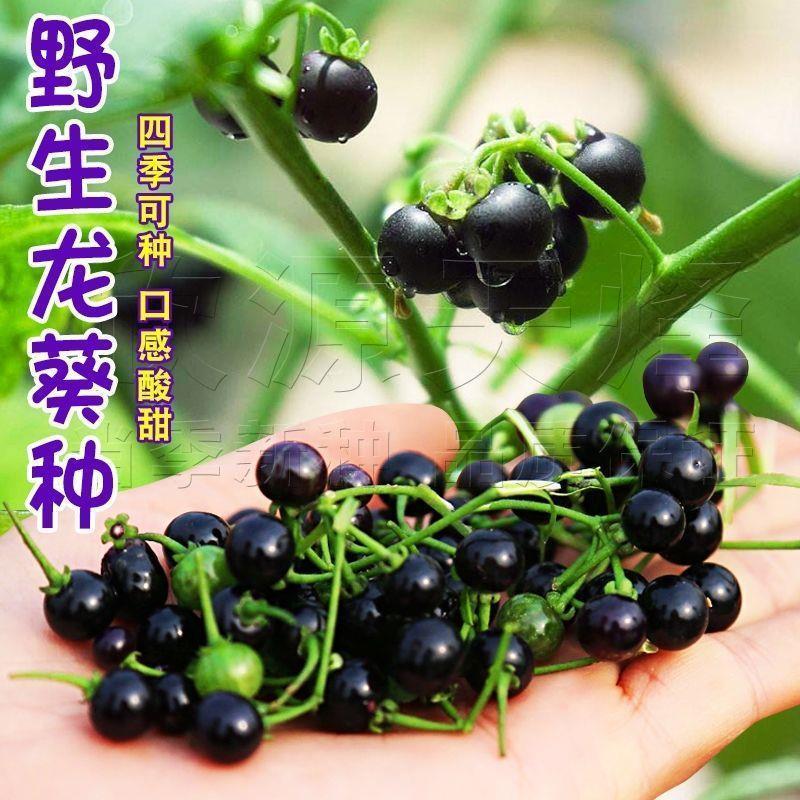Dragon Kui Seed 野生龙葵种子迷你黑色浆果种子 Mini Black Fruit Seed Sweet and Sour ...