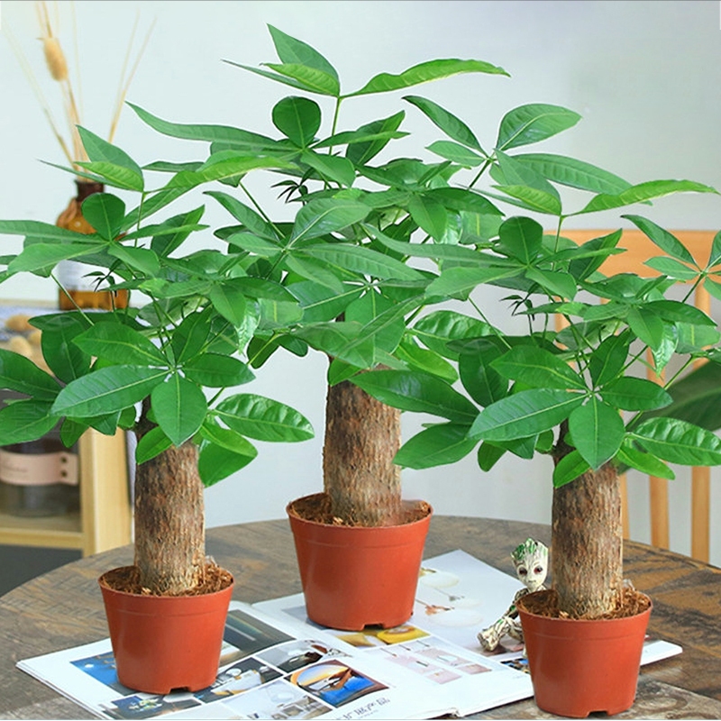 Money tree braids, money trees, small potted indoor plants, office ...