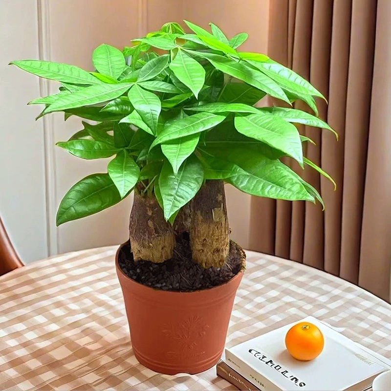 Potted Money Tree Plant, an Easy-to-Grow Evergreen Foliage for Office ...