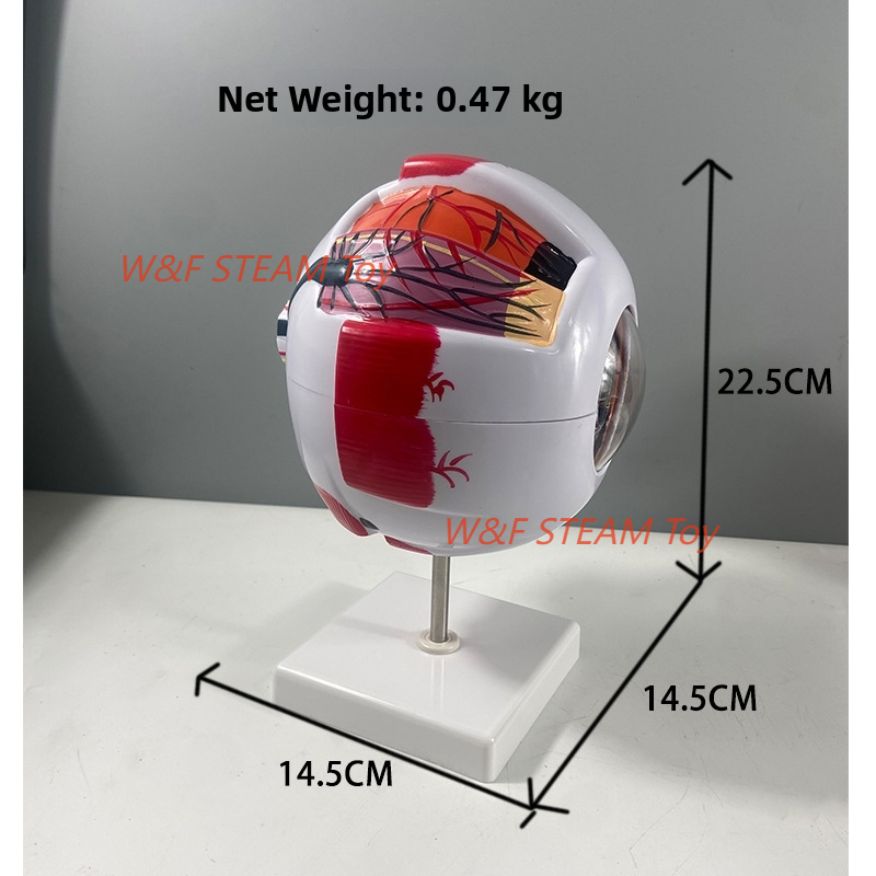 🔬 W&F 6X Human Eye Model - Enlarged Anatomical Eyeball Structure ...