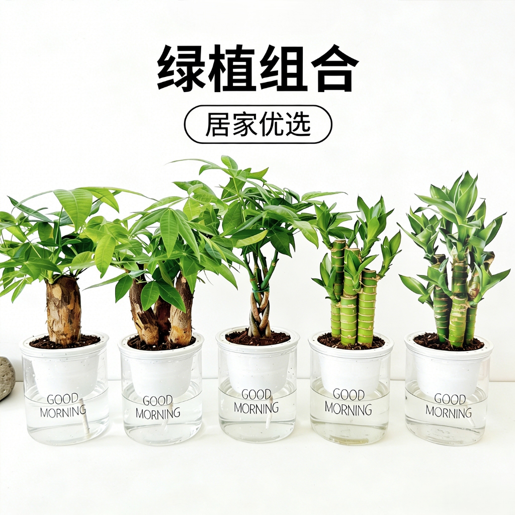 Hydroponic plants: money tree, lucky bamboo, pothos, auspicious red ...