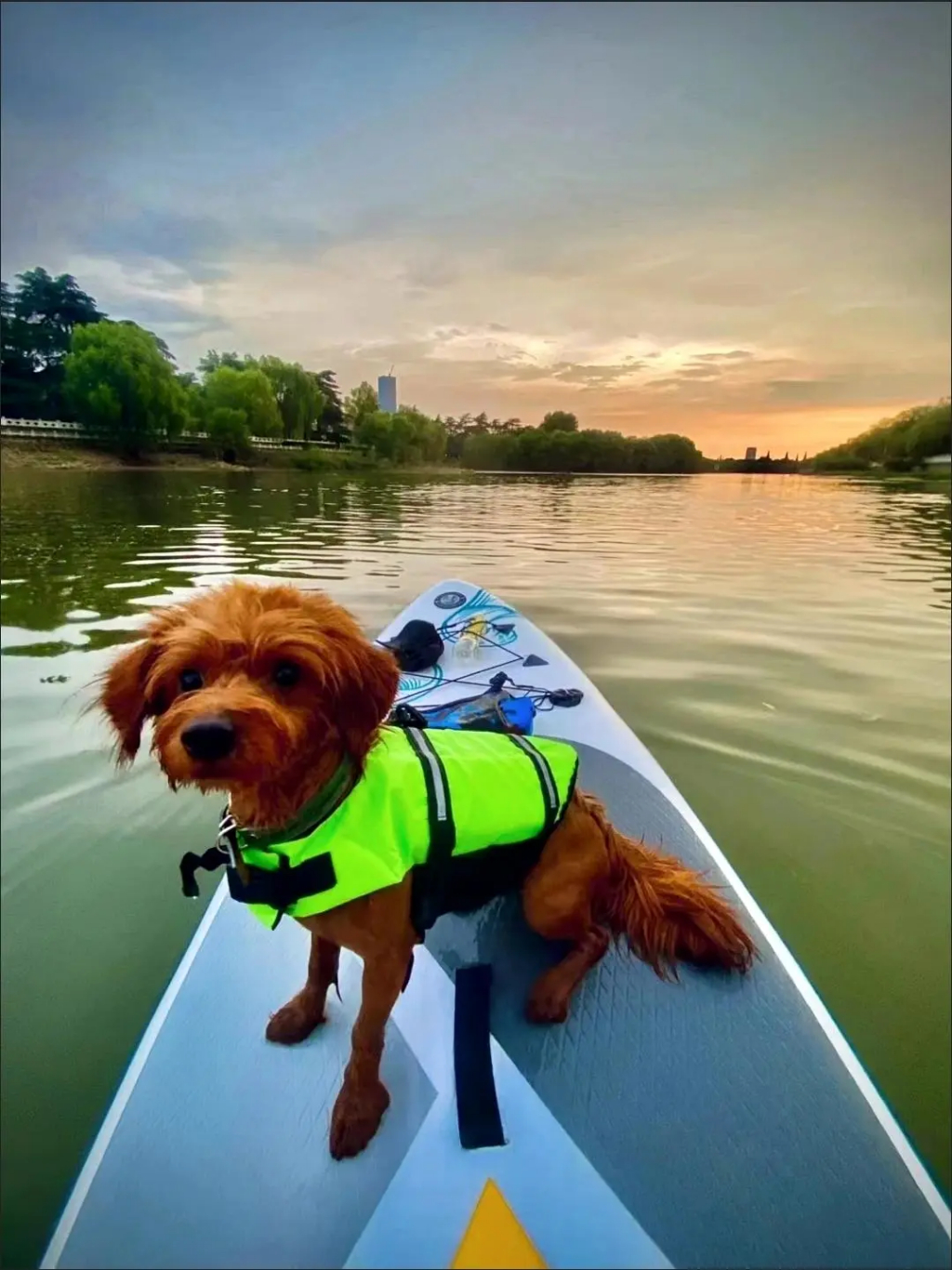 Pet Dog Life Jacket Swimsuit Summer Pet Swimsuit Small, Medium and ...