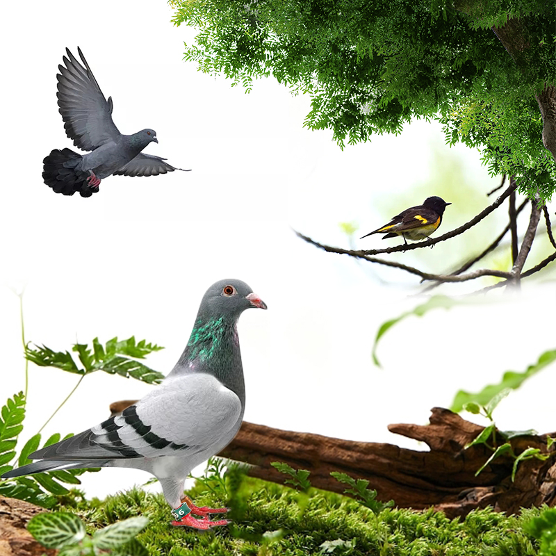 【Ready stock】10 Pcs Love birds foot ring 5mm/6mm/7mm/8mm Bird Foot Ring ...