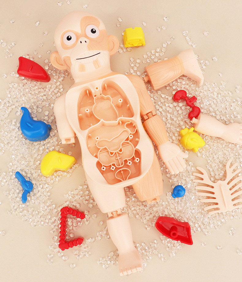 Educational Toys Human Organs Model DIY Assembly Science Kits Toys ...