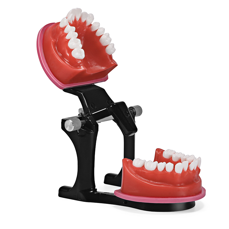 Dental Teeth Model Typodont Orthodontic Teeth Model for Dental ...