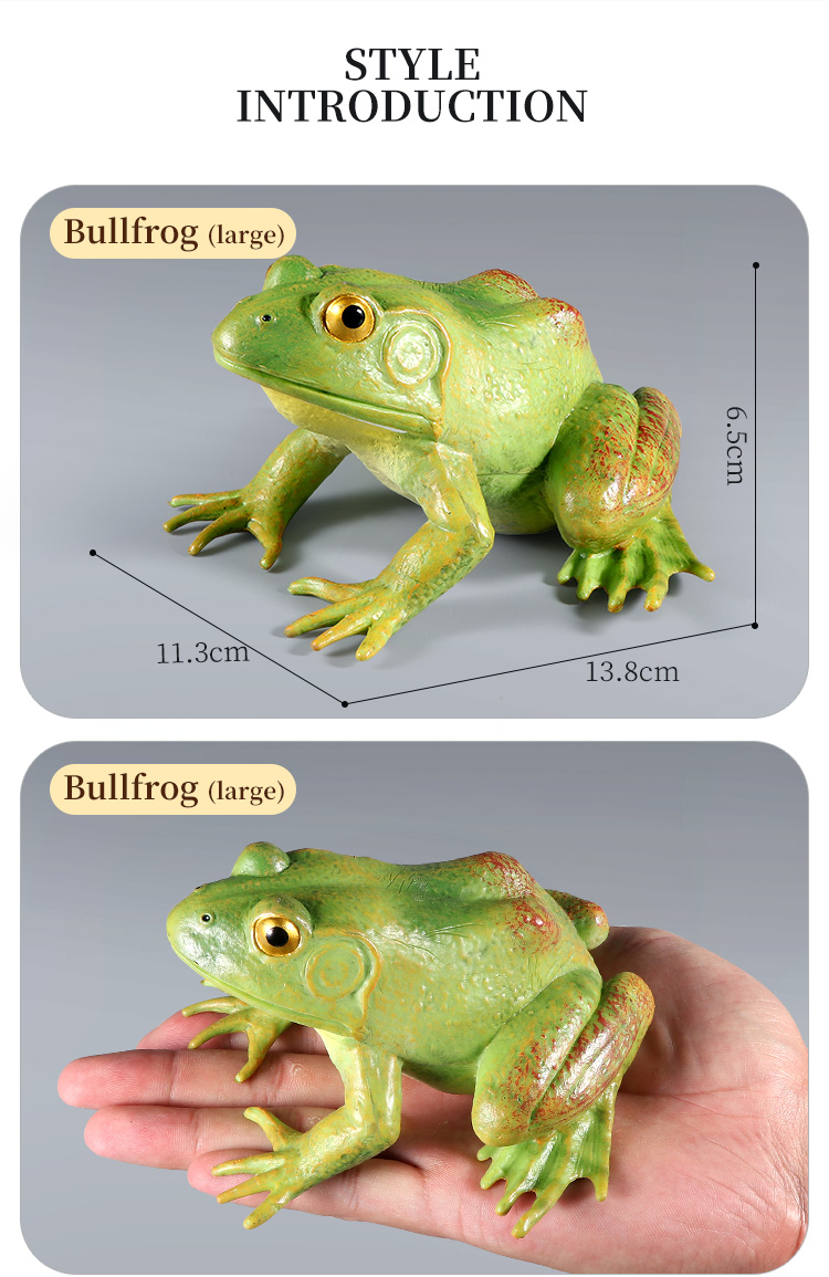 Wild Animals Bullfrog Model Solid Simulation Tadpole Hatch Frog Growth ...
