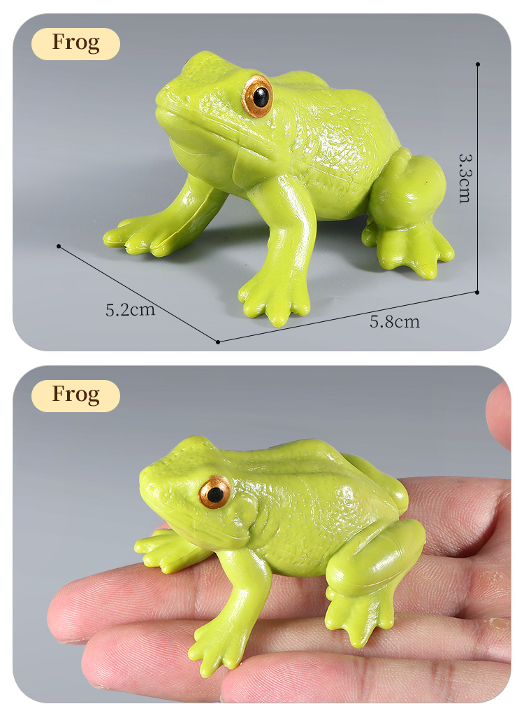 Wild Animals Bullfrog Model Solid Simulation Tadpole Hatch Frog Growth ...