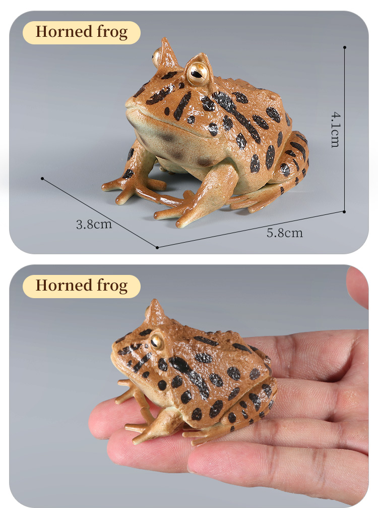 Wild Animals Bullfrog Model Solid Simulation Tadpole Hatch Frog Growth ...