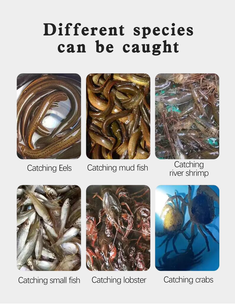 【ZHUITU】★Free Gift★ Finless Eel Loach Trap Fishing Cage Fishnet ...