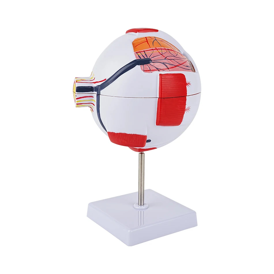 Eyeball Model Anatomical Eyeball Model Medical Learning Aid Teaching ...