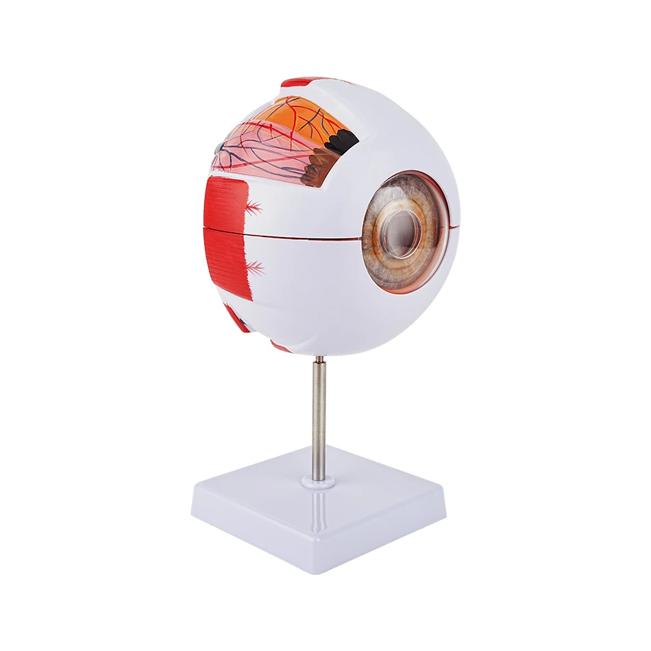 Eyeball Model Anatomical Eyeball Model Medical Learning Aid Teaching ...