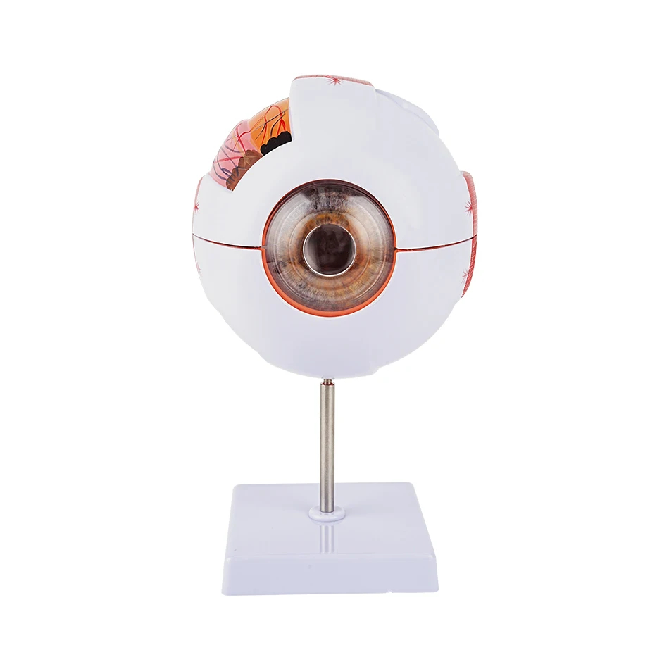 Eyeball Model Anatomical Eyeball Model Medical Learning Aid Teaching ...