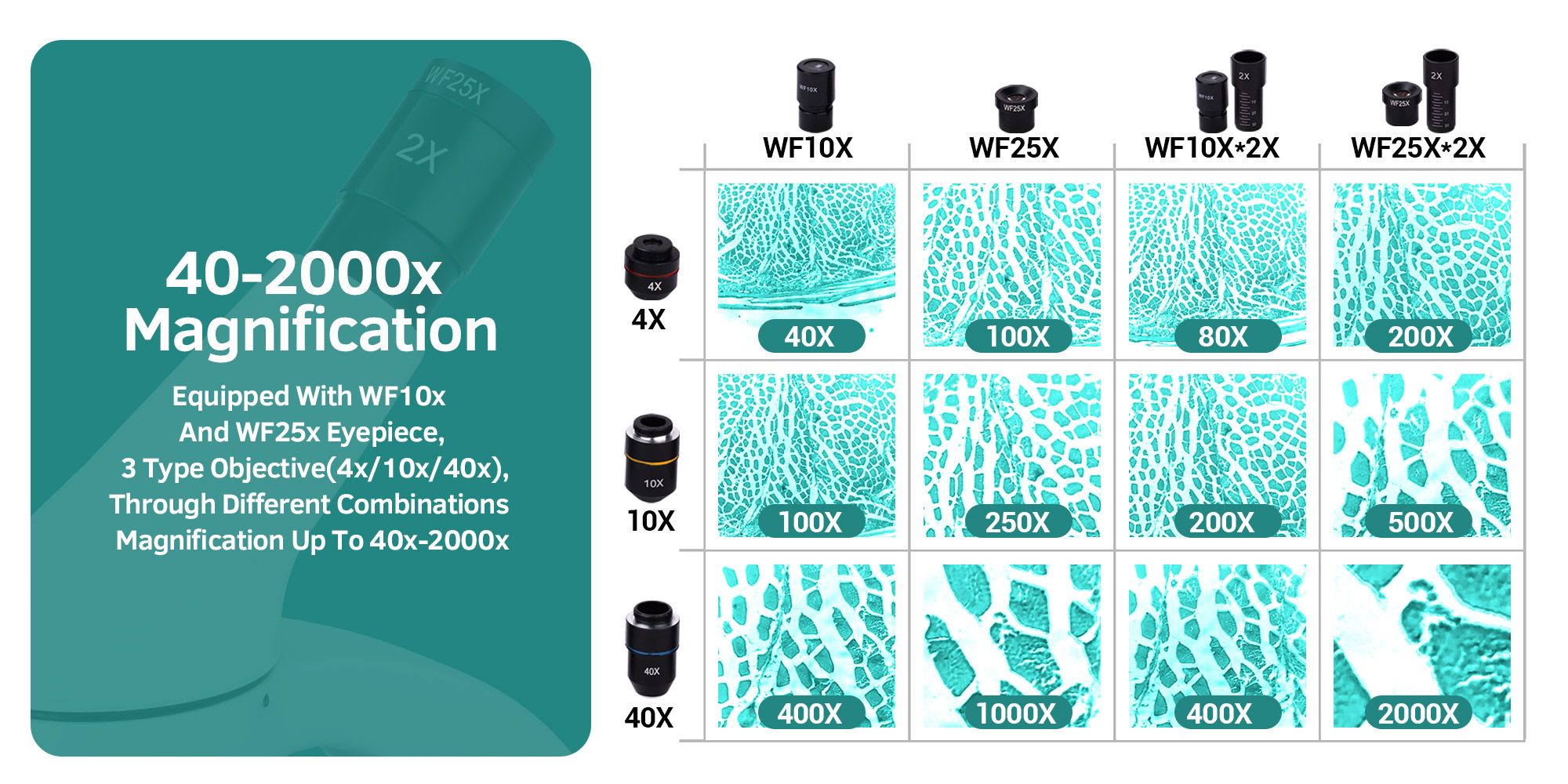 USCAMEL 40x-2000x Biological Microscope Beginner Microscope Lab Kit ...