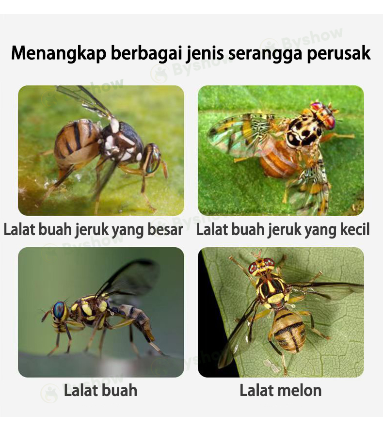 【Byshow】🔥Malaysia In Stock🔥 Sticky Trap Ball Fruit Fly White Flies ...
