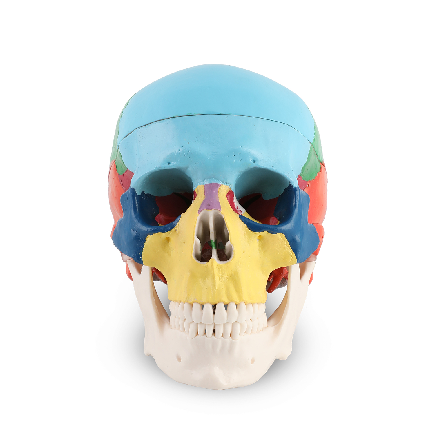 Disassembled Life Size Colorful Human Skull Model Anatomical Anatomy ...