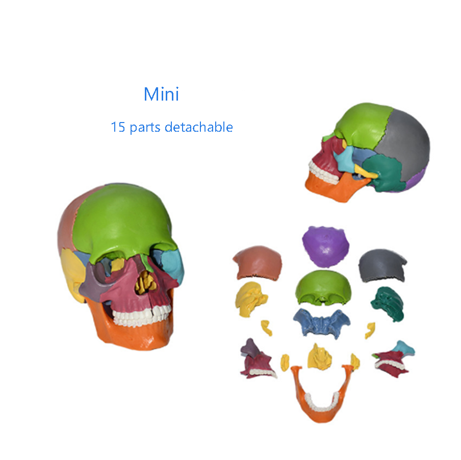 Disassembled Life Size Colorful Human Skull Model Anatomical Anatomy ...