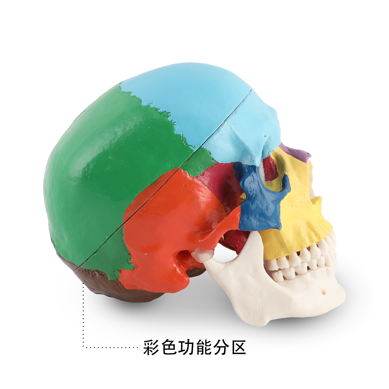 Disassembled Life Size Colorful Human Skull Model Anatomical Anatomy ...