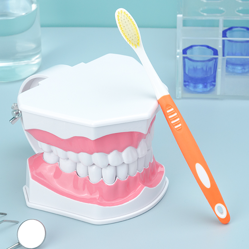 Dental Twice Big Teeth Model Children's Early Education Brushing Model ...