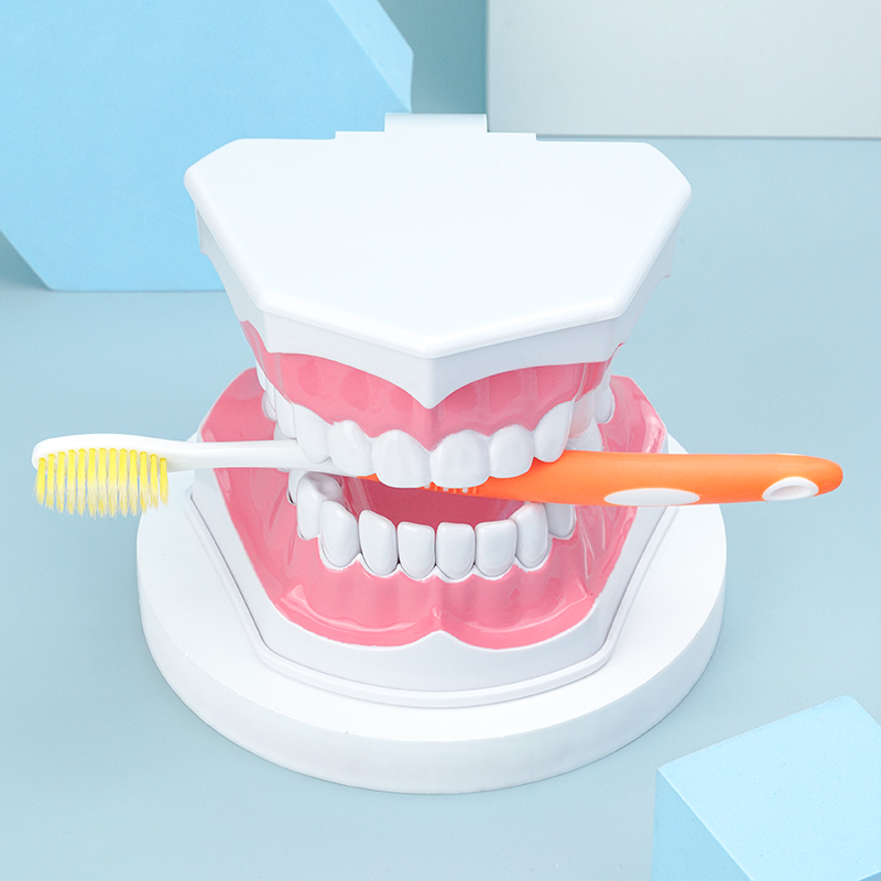 Dental Twice Big Teeth Model Children's Early Education Brushing Model ...