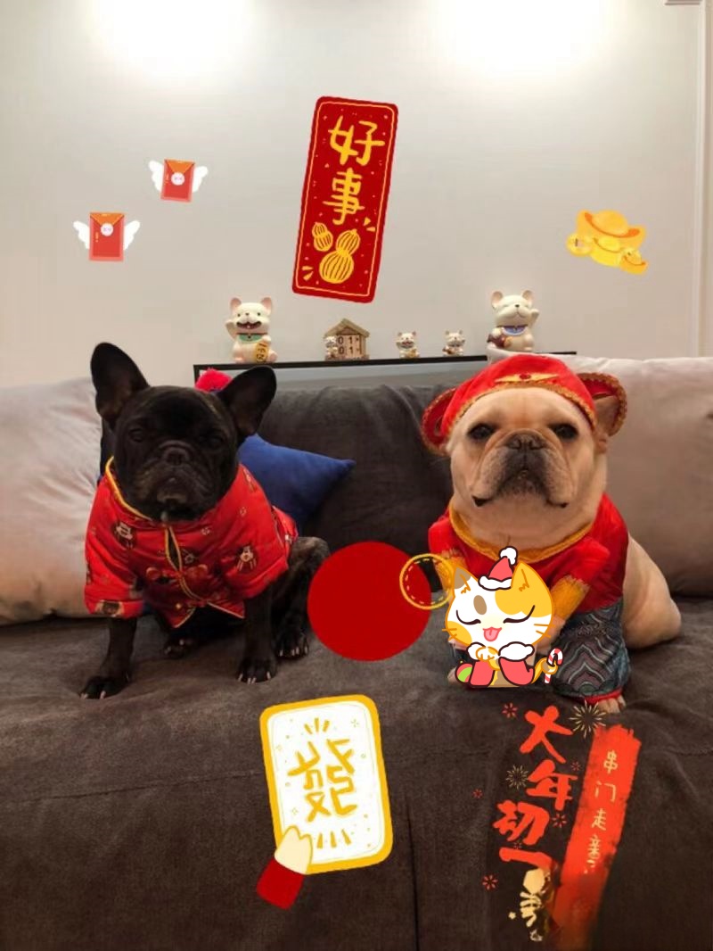 Pets CNY Cloth Dog New Year Clothing Cat Clothes Quirky Cute ...