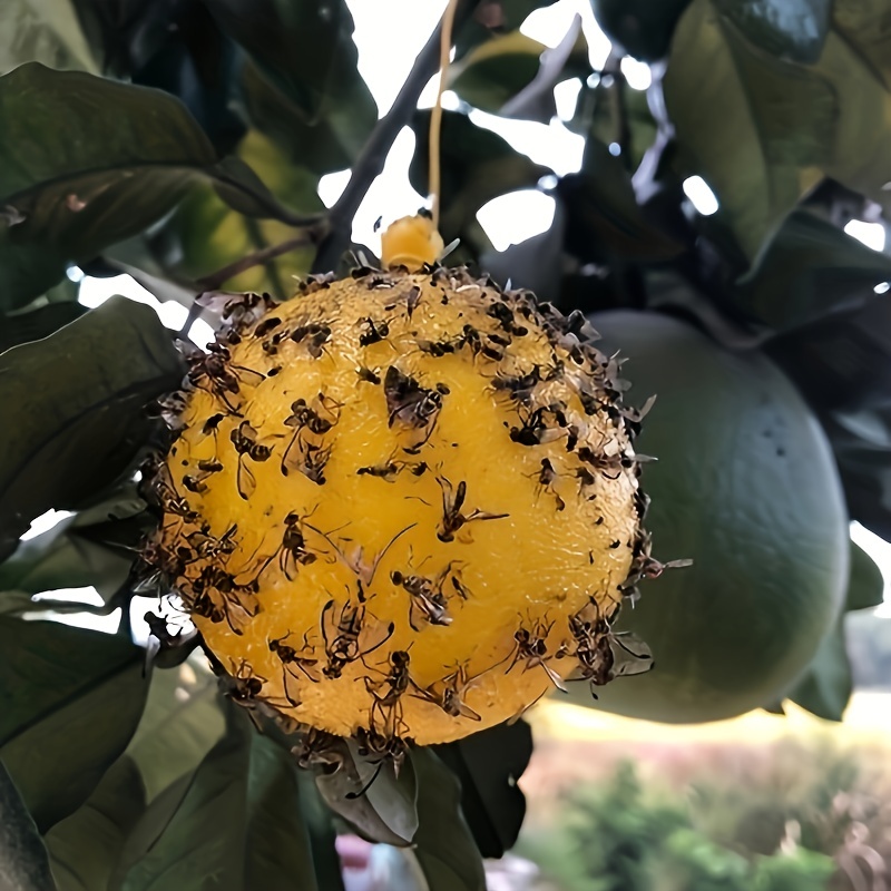 Fly trapping ball greenhouse melon and fruit orchard needle tip sticky ...
