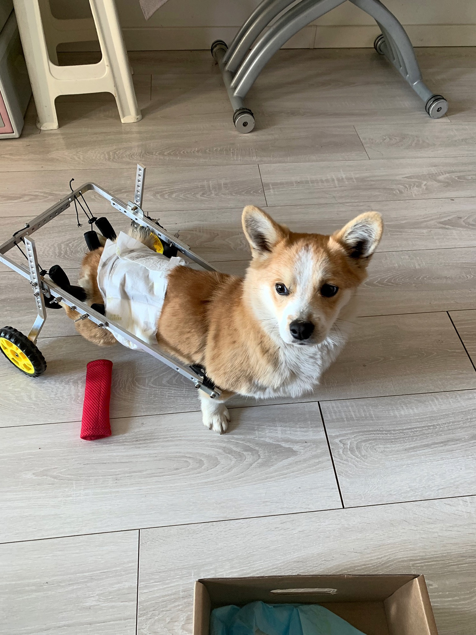 Dog Paralysis Wheelchair Dog Hind Limb Assistance Wheelchair Pet ...