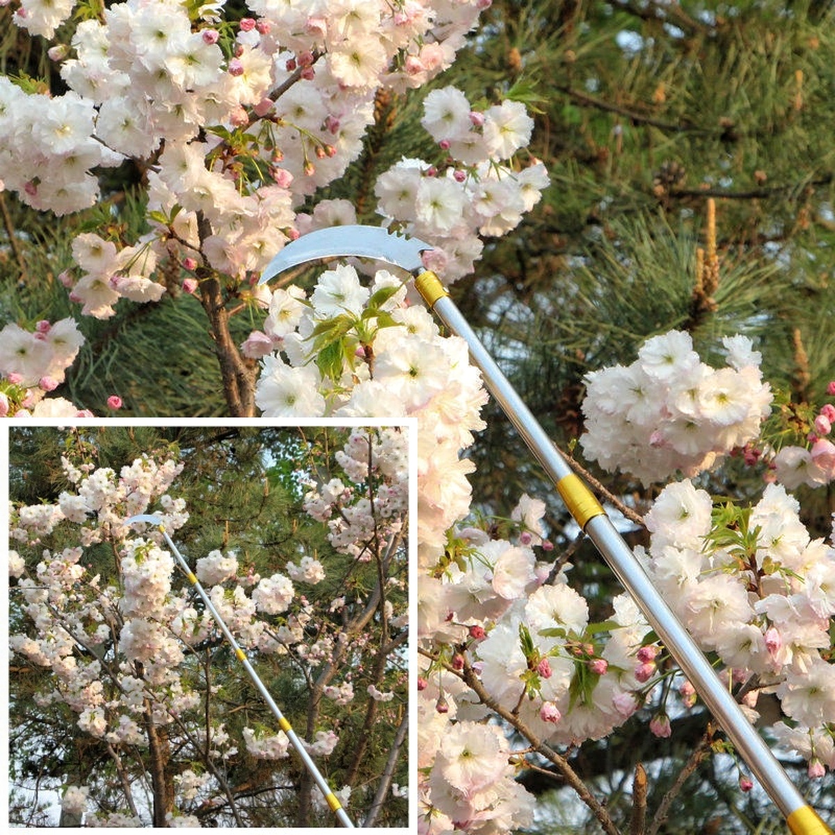 High altitude telescopic harvester, high shear tree branch saw, sickle ...