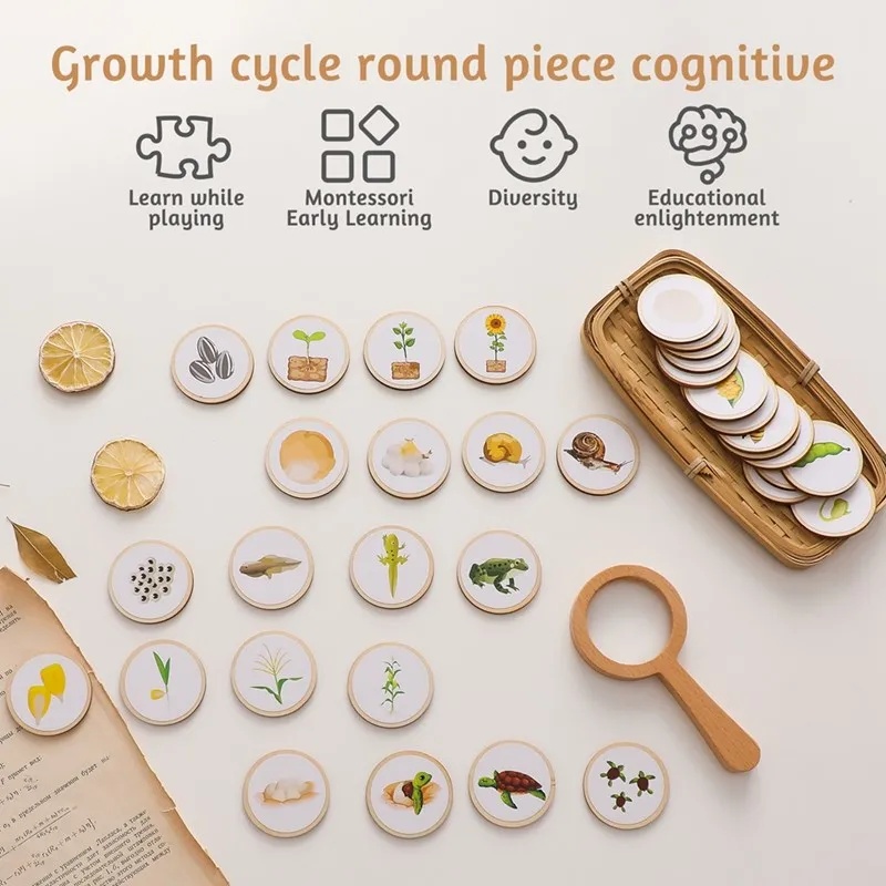 Montessori Life Cycle Board Learning Set, Biological Science ...