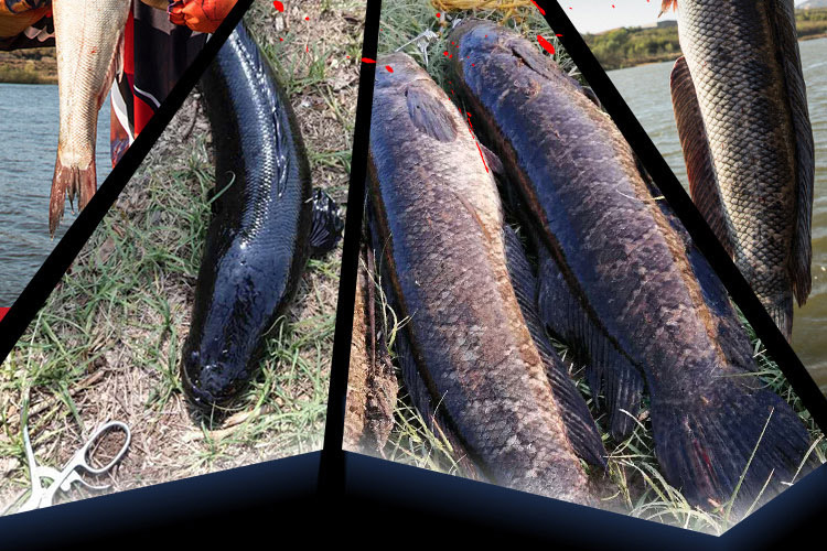 Snakehead fishing Rods Medium pole Fast Spinning Rod 2 Section Carbon ...