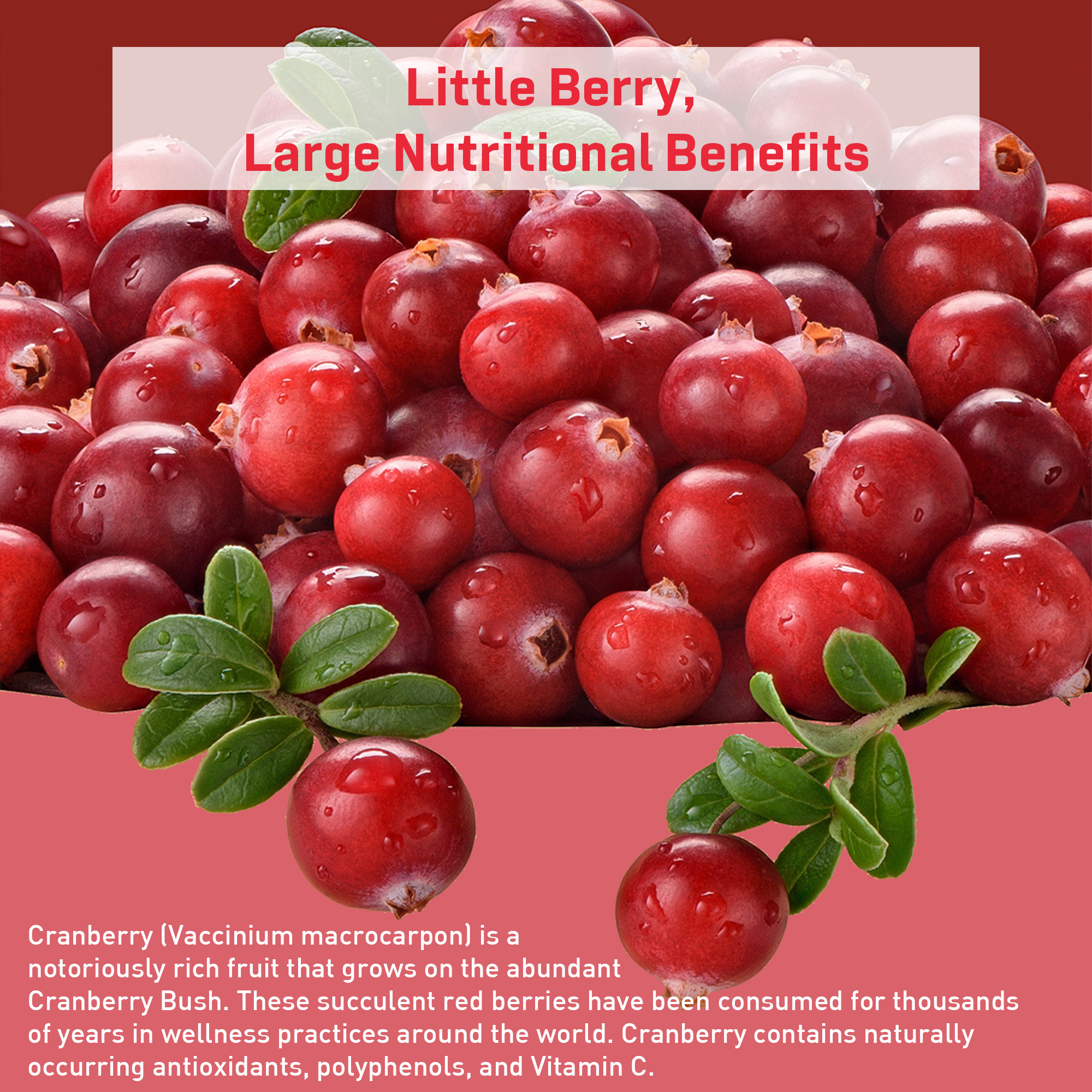 Cranberry - Natural Antioxidant - Highly Absorbed - Immune Health, Uric ...