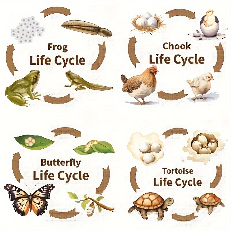 Montessori Life Cycle Board Learning Set, Biological Science ...
