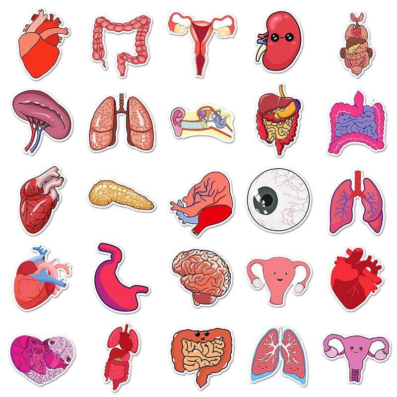 50pcs Cartoon Red Human Body Organ Sticker Anatomy Map Decal DIY Water ...