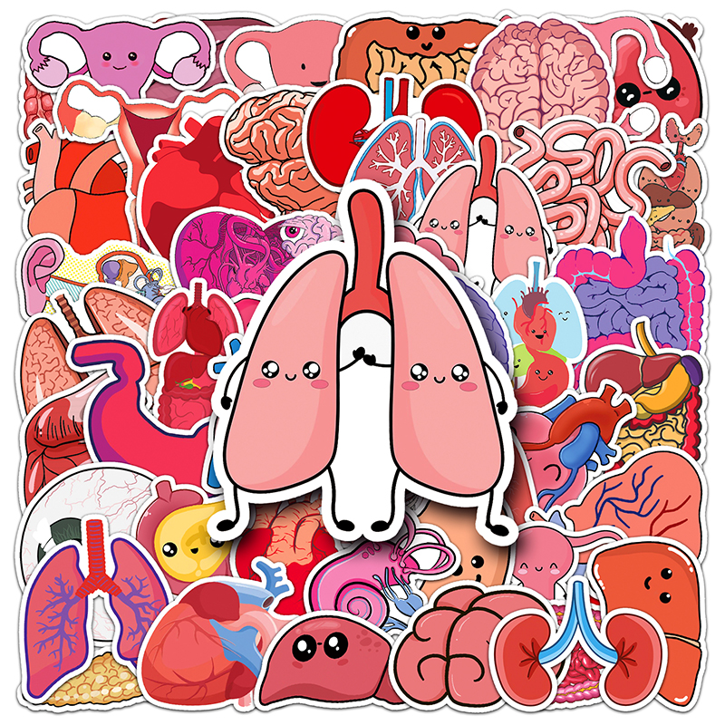 50pcs Cartoon Red Human Body Organ Sticker Anatomy Map Decal DIY Water ...