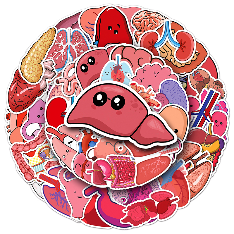 50pcs Cartoon Red Human Body Organ Sticker Anatomy Map Decal DIY Water ...