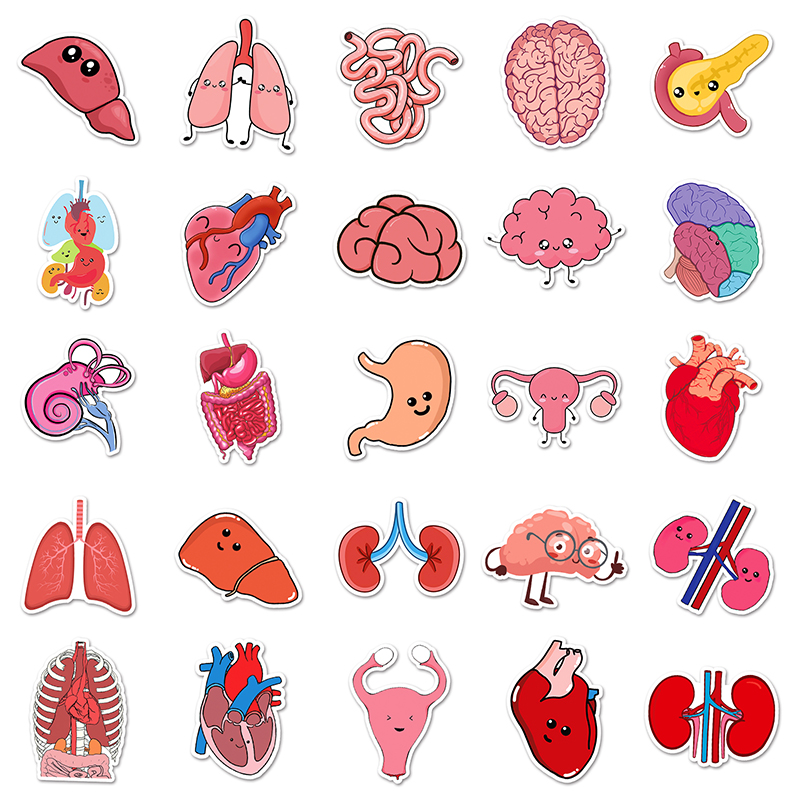 50pcs Cartoon Red Human Body Organ Sticker Anatomy Map Decal DIY Water ...