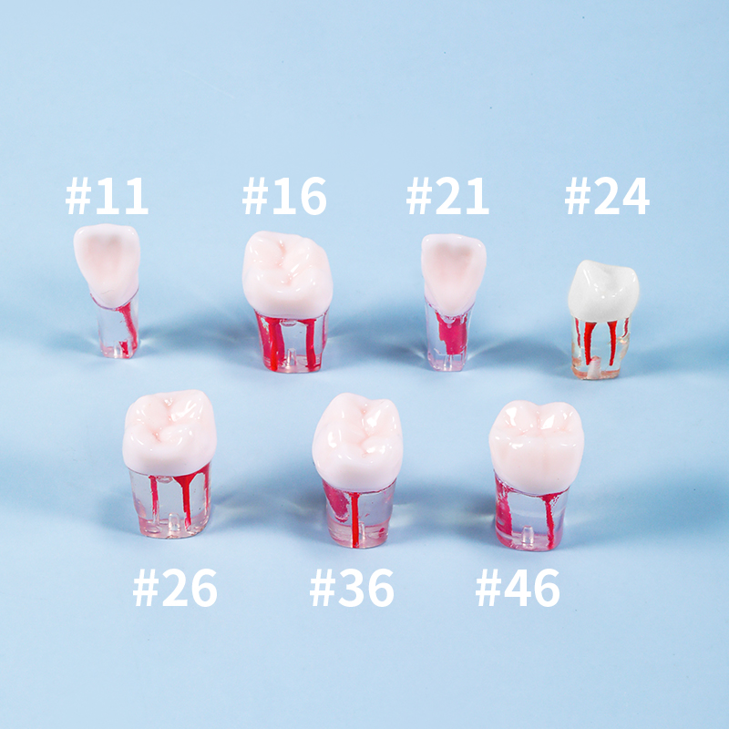 Dental Endo Training Block Tooth Endodontics Root Canal Model Dentistry ...
