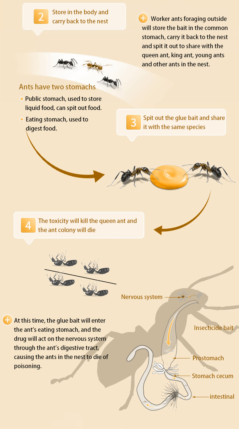 50 years without ants ant killer Ants' favorite ant bait killer 1 ...