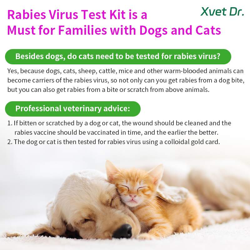 Xvet Dr Pet Test Kit RBV Test Paper For Dog and Cat Rabies Virus Rapid ...