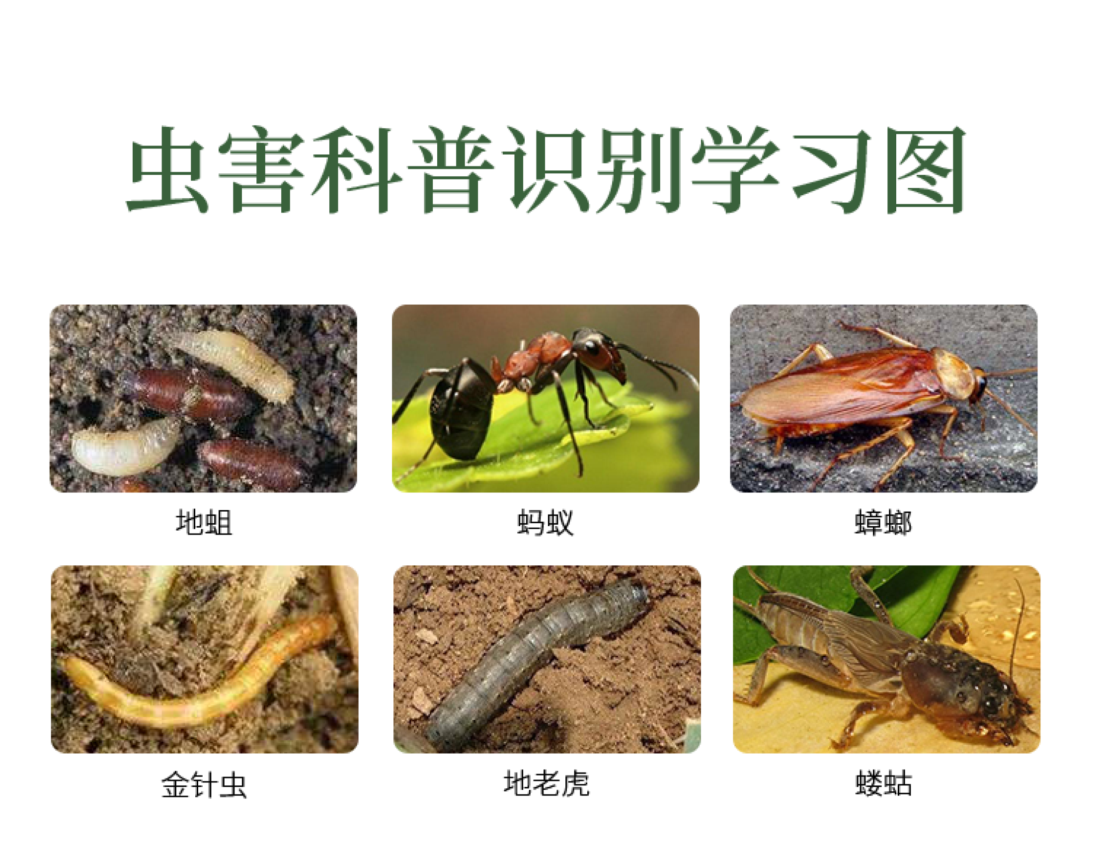 Racun Serangga 2.5% Beta-cyfluthrin Lambda-cyhalothrin 2.5% High ...