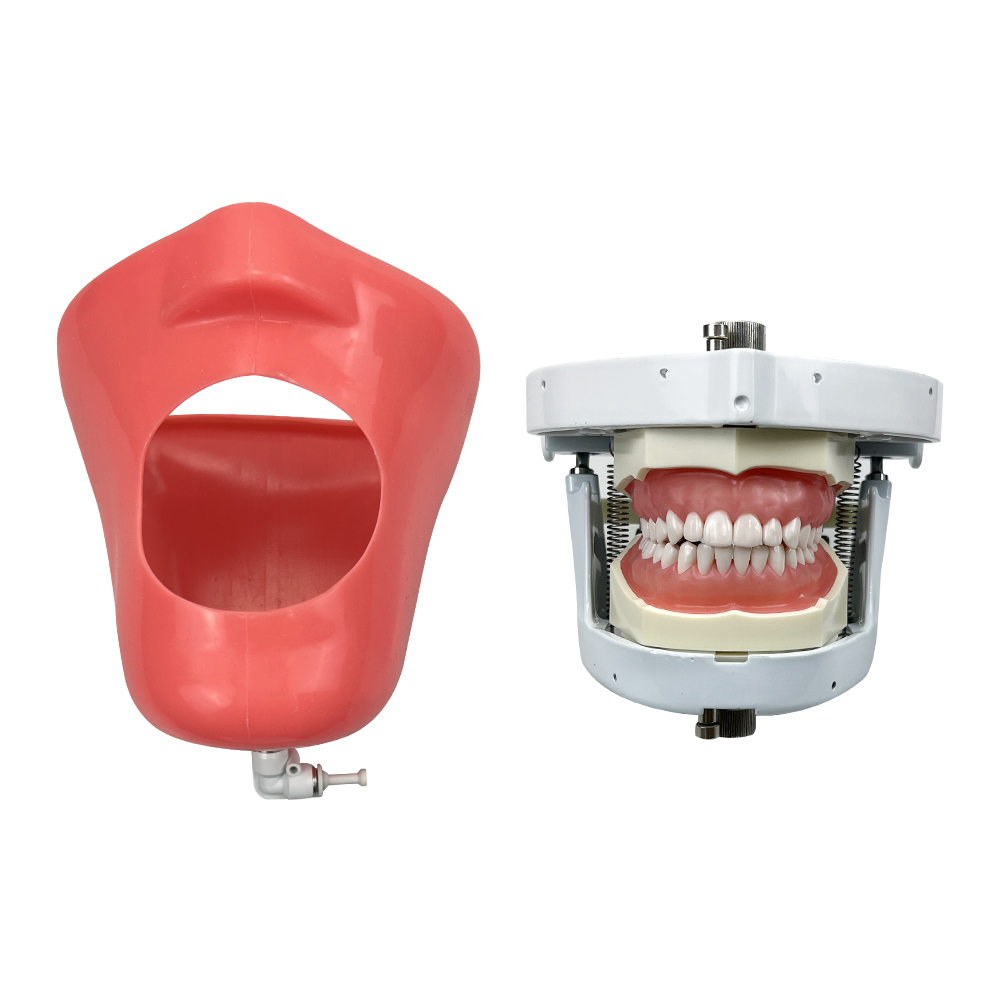 1 Set Dental simulation human head model Typodont phantom head model ...