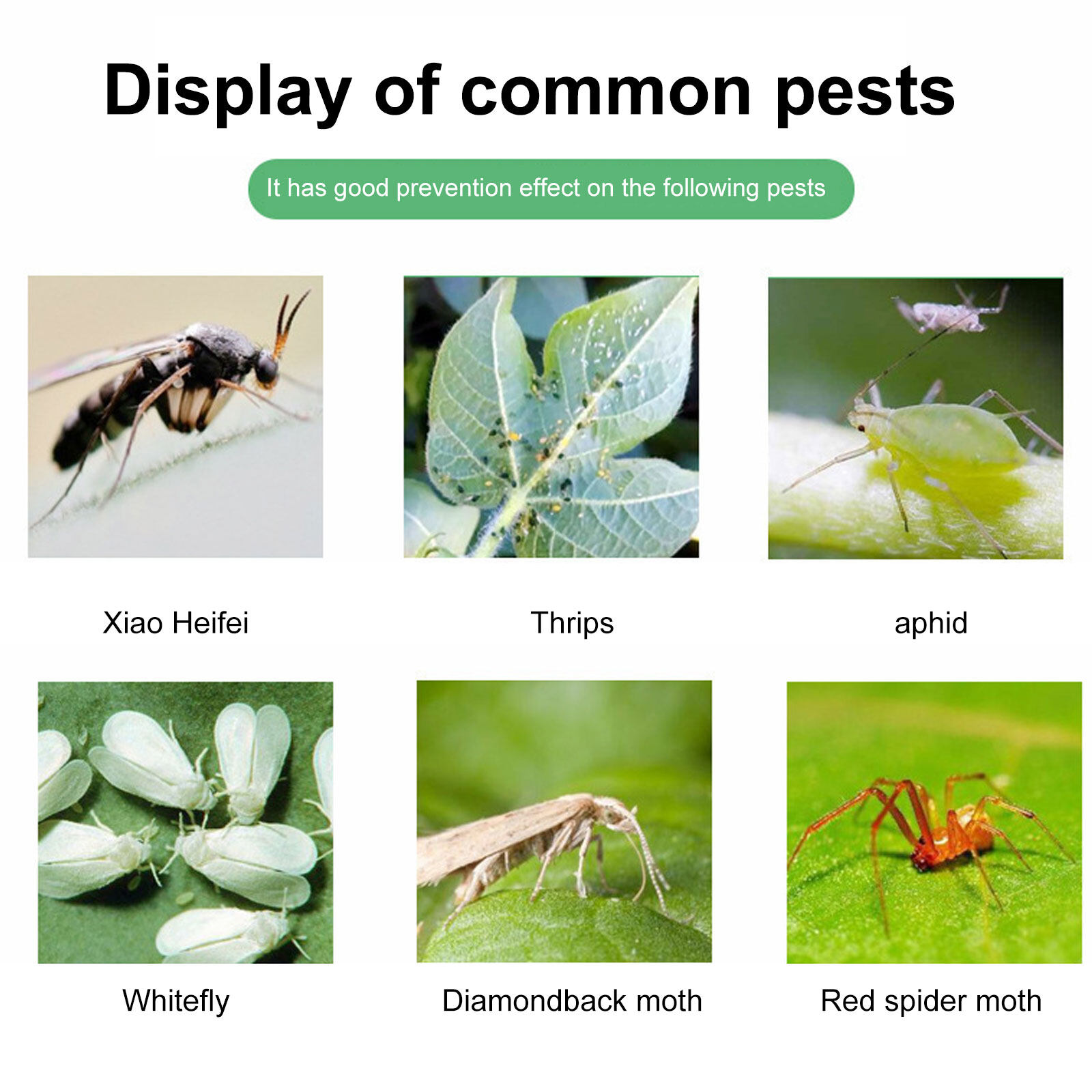 No pests for 10 years Plant Insect Resistant Tablets 200ps Gardening ...